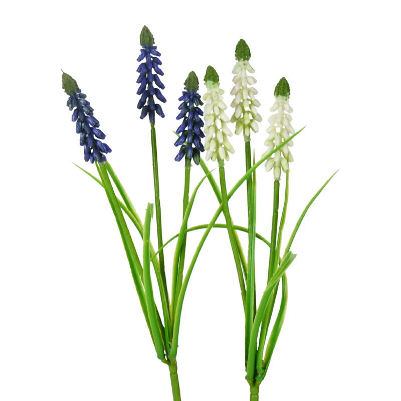 Muscari flower store